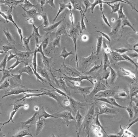HASMC细胞;人主动脉平滑肌细胞_人源_细胞系_U平台商城-普拉特泽生物 - Powered by ECShop