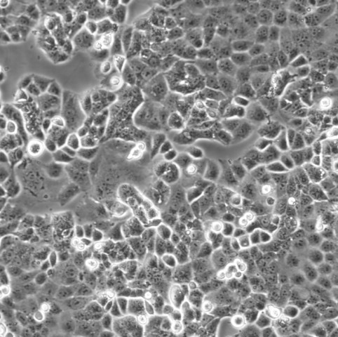 HEC-1A细胞;人子宫内膜癌_人源_细胞系_U平台商城-普拉特泽生物 - Powered by ECShop