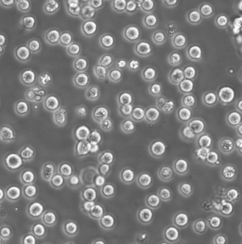 OCI-LY10细胞;弥漫大B细胞淋巴瘤细胞_人源_细胞系_U平台商城-普拉特泽生物 - Powered by ECShop
