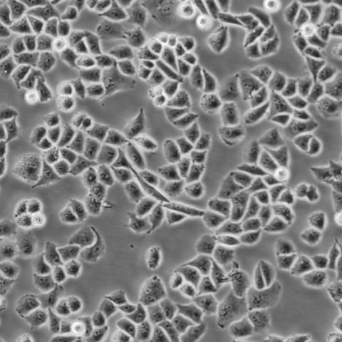 IOSE80细胞;人正常卵巢上皮细胞_人源_细胞系_U平台商城-普拉特泽生物 - Powered by ECShop