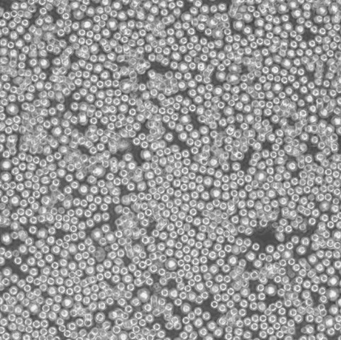 LAD2细胞;人肥大细胞_人源_细胞系_U平台商城-普拉特泽生物 - Powered by ECShop