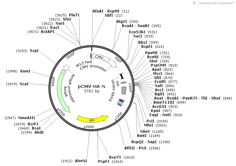 pCMV-HA-N_哺乳细胞载体_质粒载体_U平台商城-普拉特泽生物 - Powered by ECShop