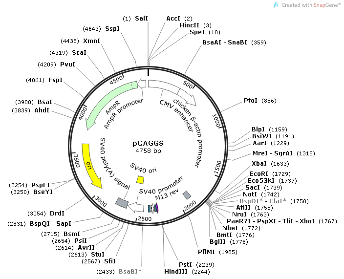 pCAGGS_哺乳细胞载体_质粒载体_U平台商城-普拉特泽生物 - Powered by ECShop